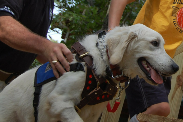 Service Dog Training - Atlanta GA - Canton GA - Charleston SC